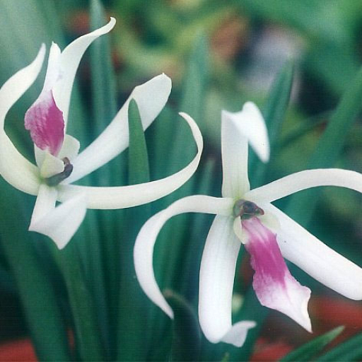 Leptotes Bicolor Plant Care & How to Grow, Water