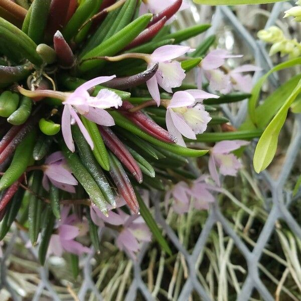 Leptotes Harryphillipsii Care Guide: Water, Soil & Propagation - Plantiary