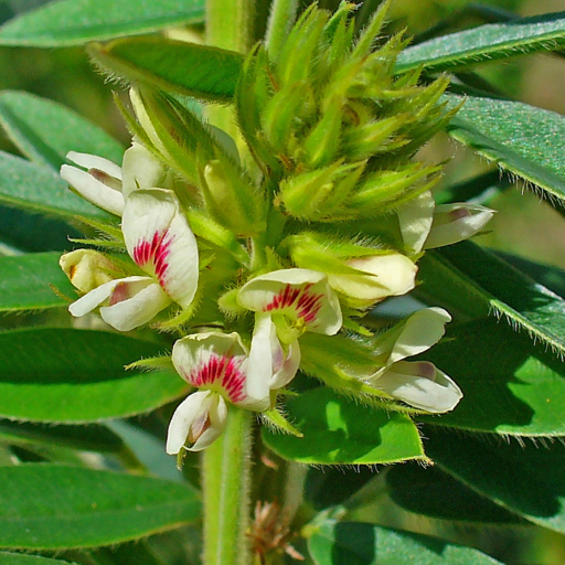 Round-Head Bush-Clover (Lespedeza Capitata) Plant Care & How to Grow, Water