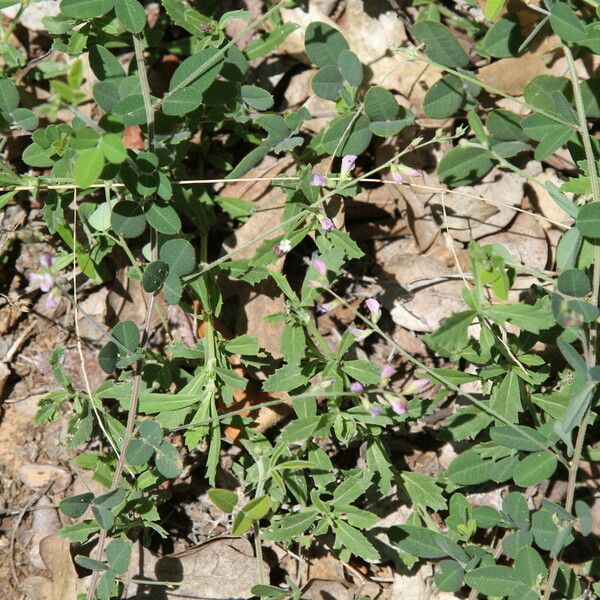 Trailing Bush Clover (Lespedeza Procumbens) Plant Care & How to Grow, Water