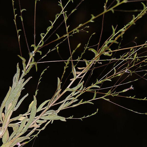 Slenderstem Lessingia (Lessingia Nemaclada) Care Guide: Water, Soil ...