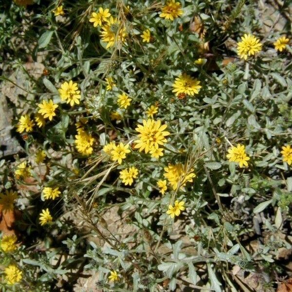 Spring Lessingia (Lessingia Tenuis) Care Guide: Water, Soil ...