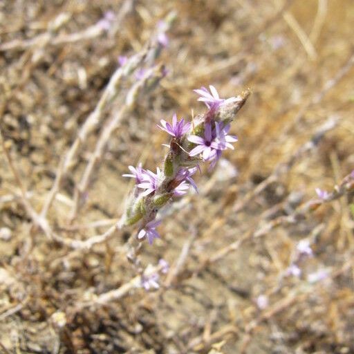 Wand Lessingia (Lessingia Virgata) Plant Care & How to Grow, Water