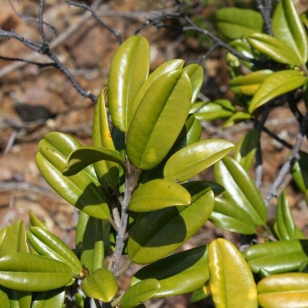 Lethedon Leratii Plant Care & How to Grow, Water