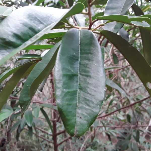 Lethedon Salicifolia Plant Care & How to Grow, Water