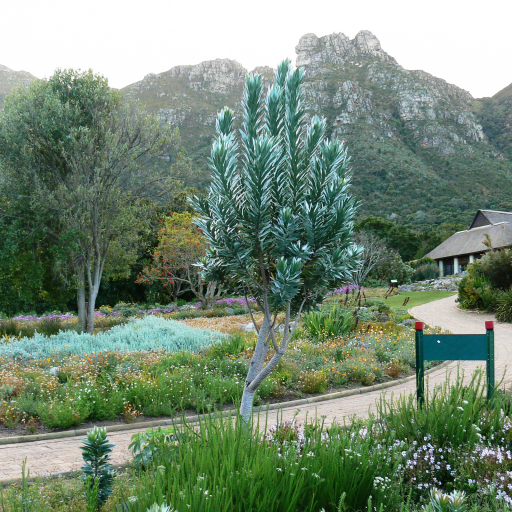 Silver Leaf Tree (Leucadendron Argenteum) Plant Care & How to Grow, Water