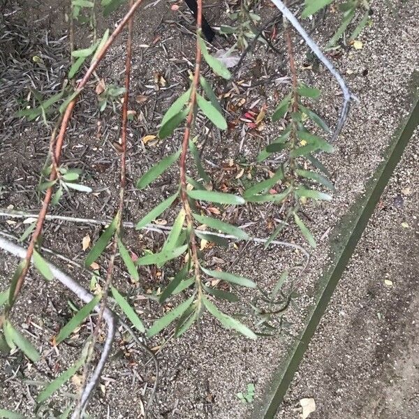 Limestone Conebush (Leucadendron Meridianum) Plant Care & How to Grow ...