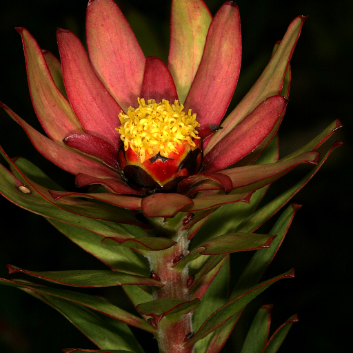 Leucadendron Sessile Plant Care & How to Grow, Water