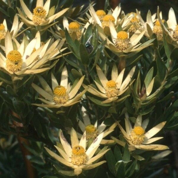 Garden Route Delta Conebush (Leucadendron Uliginosum) Care Guide: Water ...