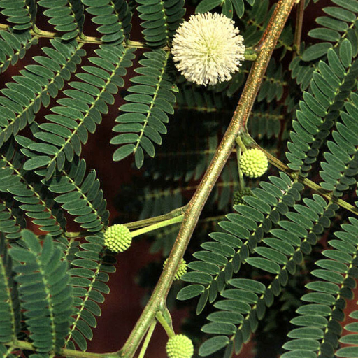 Ipil-Ipil (Leucaena Leucocephala) Plant Care & How to Grow, Water