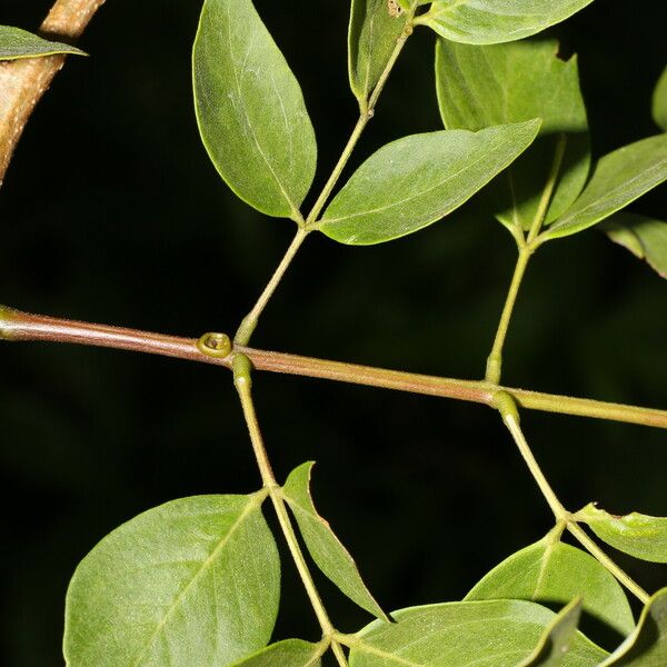 Leucaena Multicapitula Care Guide: Water, Soil & Propagation - Plantiary