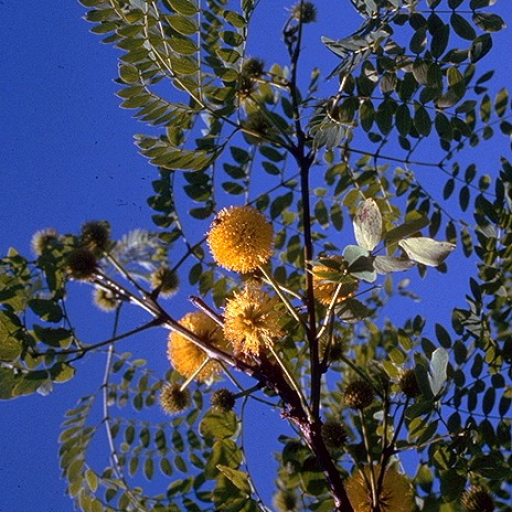 Littleleaf Leadtree (Leucaena Retusa) Care Guide: Water, Soil ...