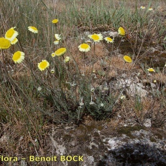 Leucanthemopsis Flaveola Care Guide: Water, Soil & Propagation - Plantiary