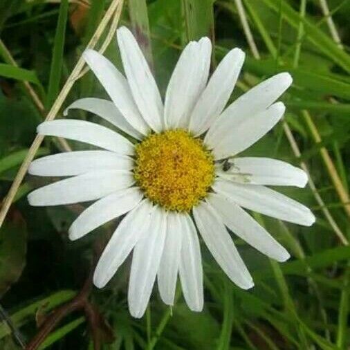 Round-Leaved Daisy (Leucanthemum Rotundifolium) Care Guide: Water, Soil ...
