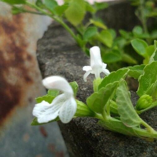 Leucas Biflora Plant Care & How to Grow, Water
