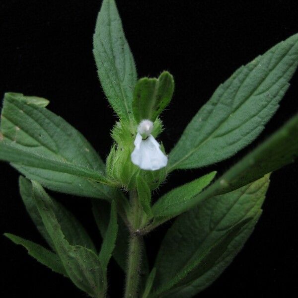 Dronapushpi (Leucas Cephalotes) Plant Care & How to Grow, Water