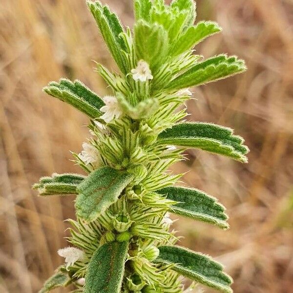 Leucas Neuflizeana Plant Care & How to Grow, Water