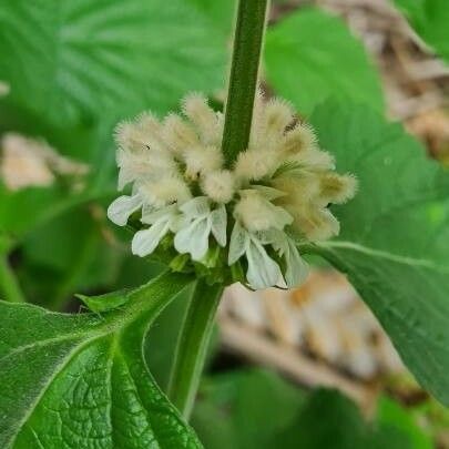 Leucas Urticifolia Plant Care & How to Grow, Water