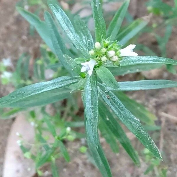 Ceylon Slitwort (Leucas Zeylanica) Plant Care & How to Grow, Water