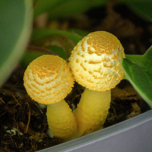 Flowerpot Parasol (Leucocoprinus Birnbaumii) Plant Care & How to Grow ...