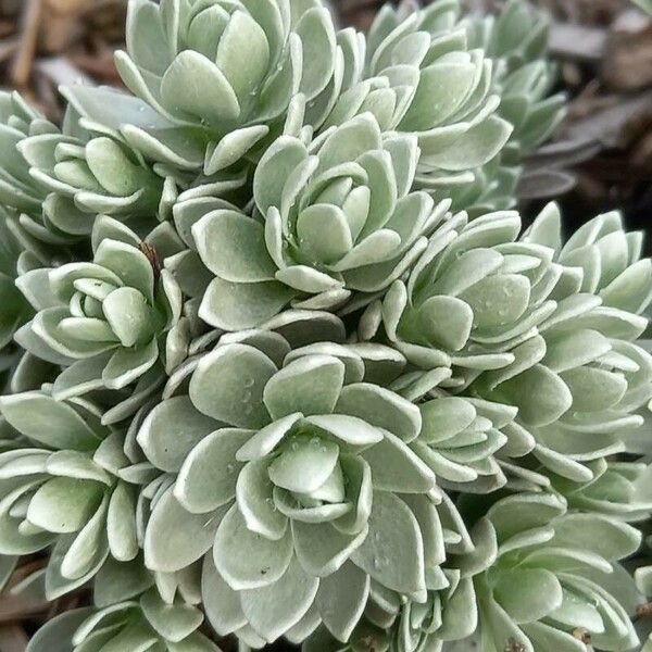 Leucogenes Leontopodium × Raoulia Rubra (Leucogenes Leontopodium) Plant ...