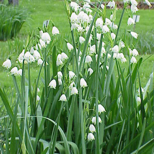 Summer Snowflake (Leucojum Pulchellum) Plant Care & How to Grow, Water