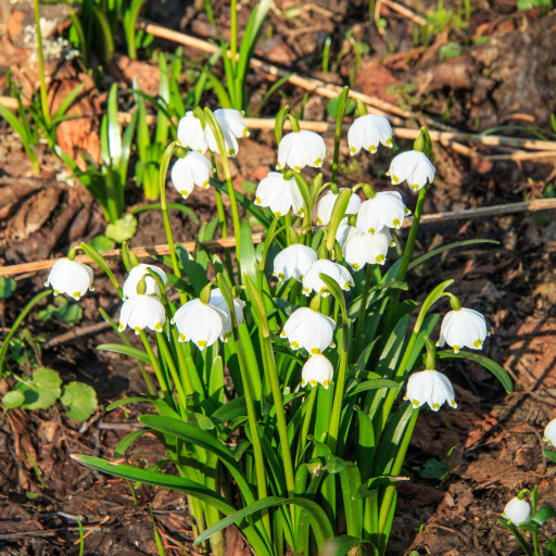 Spring Snowflake (Leucojum Vernum) Plant Care & How to Grow, Water