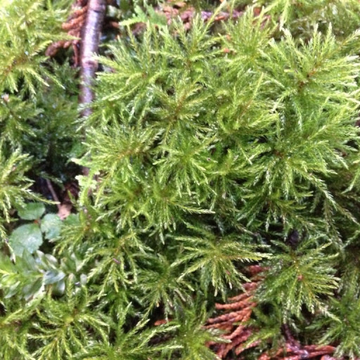 Palm Tree Moss (Leucolepis Acanthoneura) Care Guide: Water, Soil ...