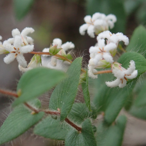 Beard-Heath (Leucopogon Amplexicaulis) Care Guide: Water, Soil ...
