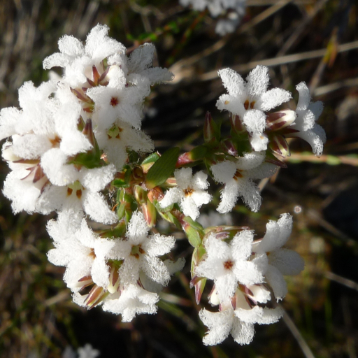 Small-Leafed White Beard (Leucopogon Microphyllus) Care Guide: Water ...