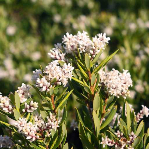 Coastal Beard-Heath (Leucopogon Parviflorus) Care Guide: Water, Soil ...