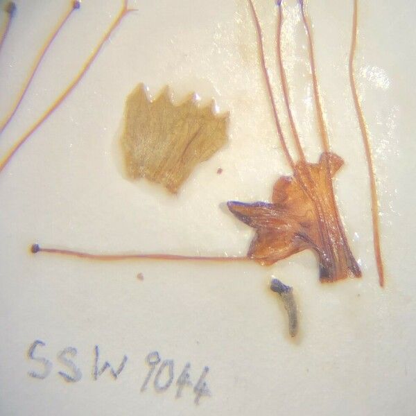 Hairy White-Wand (Leucosceptrum Canum) Plant Care & How to Grow, Water