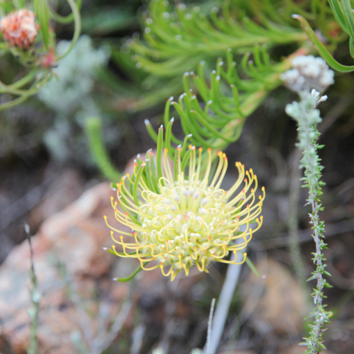 Narrow-Leaf Pincushion (Leucospermum Lineare) Plant Care & How to Grow ...