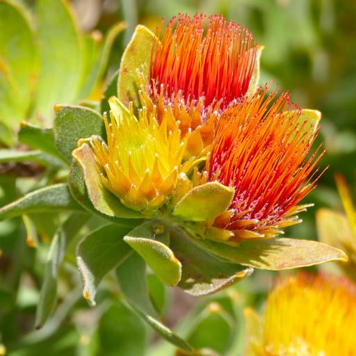 Matches (Leucospermum Oleifolium) Care Guide: Water, Soil & Propagation ...