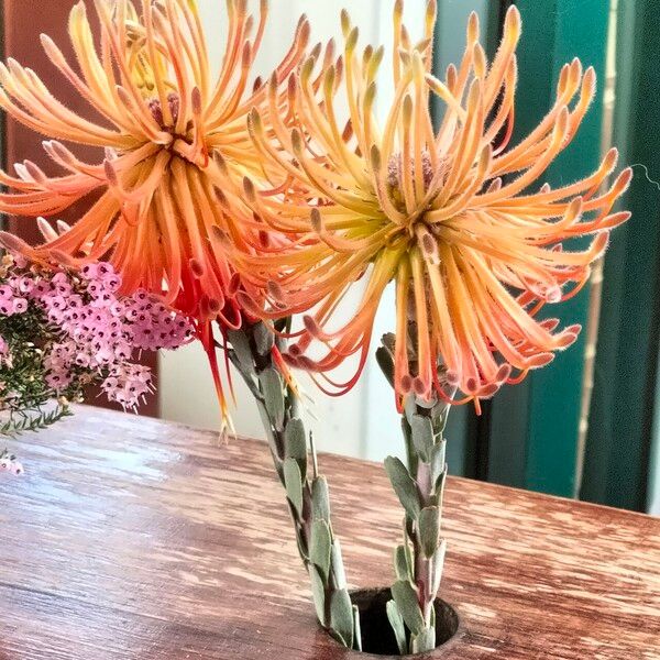 Rocket Pincushion (Leucospermum Reflexum) Plant Care & How to Grow, Water