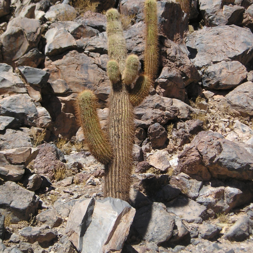 Cardón (Leucostele Atacamensis) Plant Care & How to Grow, Water