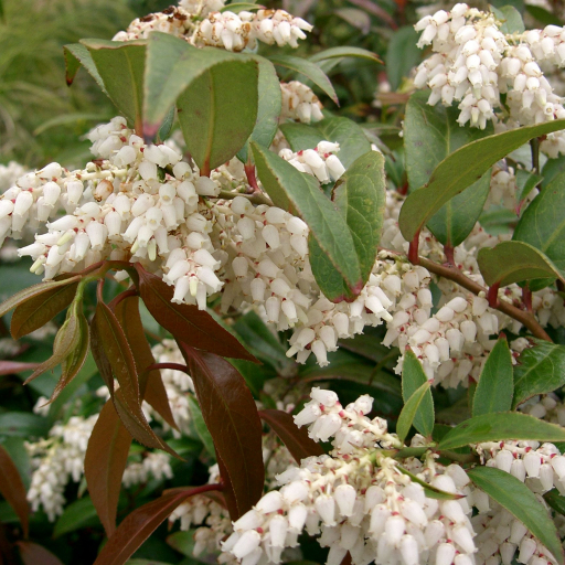 Coast Leucothoe (Leucothoe Axillaris) Care Guide: Water, Soil ...
