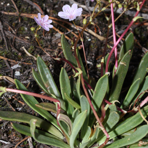 Columbian Lewisia (Lewisia Columbiana) Plant Care & How to Grow, Water
