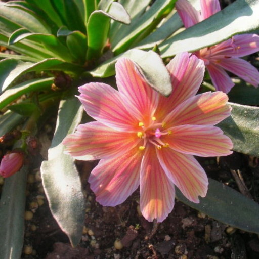 Truckee Lewisia (Lewisia Longipetala) Plant Care & How to Grow, Water