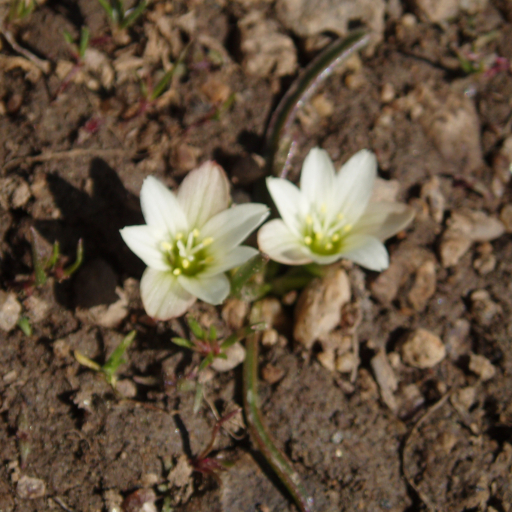 Nevada Bitter-Root (Lewisia Nevadensis) Plant Care & How to Grow, Water