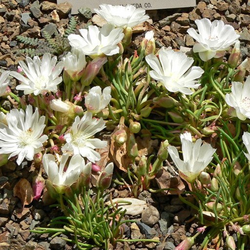 Bitter-Root (Lewisia Rediviva) Plant Care & How to Grow, Water