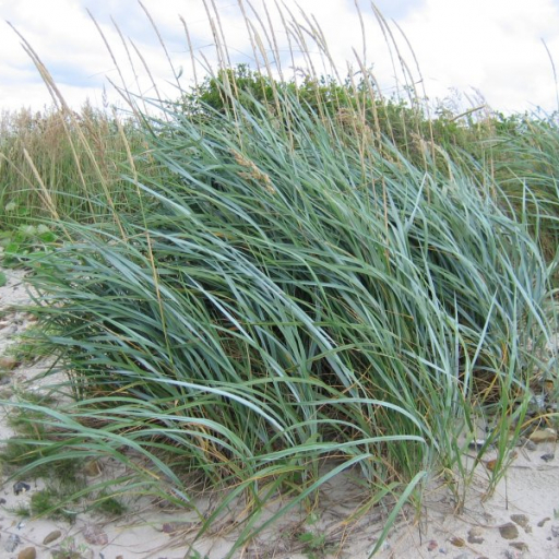 European Dune Grass (Leymus Arenarius) Care Guide: Water, Soil ...
