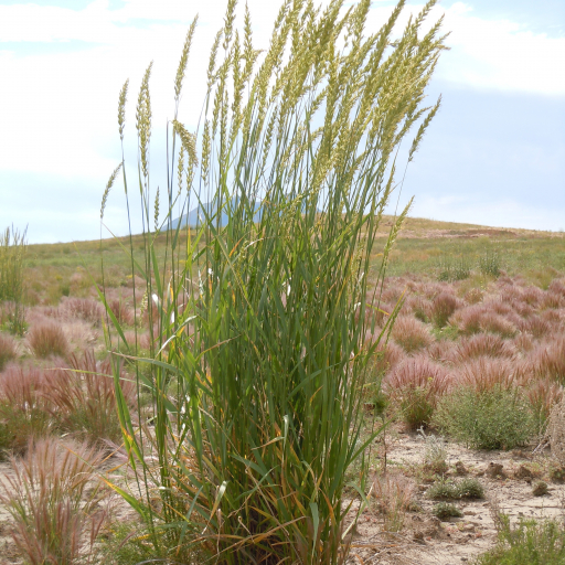 Basin Wild Rye (Leymus Cinereus) Plant Care & How to Grow, Water