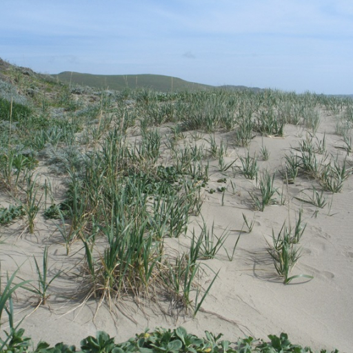 American Dune Grass (Leymus Mollis) Plant Care & How to Grow, Water