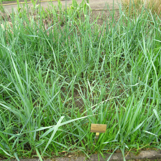 Mammoth Wild Rye (Leymus Racemosus) Plant Care & How to Grow, Water