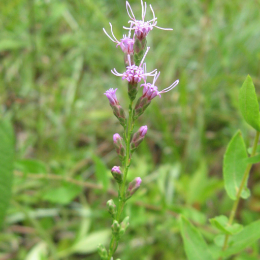 Small-Head Gayfeather (Liatris Microcephala) Plant Care & How to Grow ...