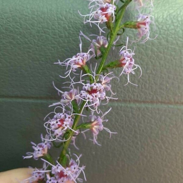 Shaggy Blazing Star (Liatris Pilosa) Plant Care & How to Grow, Water