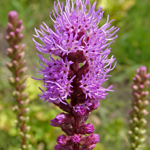 Gayfeathers (Liatris) Plant Care & How to Grow, Water