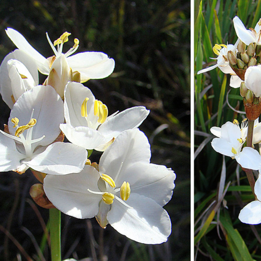 Snowy Mermaid (Libertia Chilensis) Plant Care & How to Grow, Water