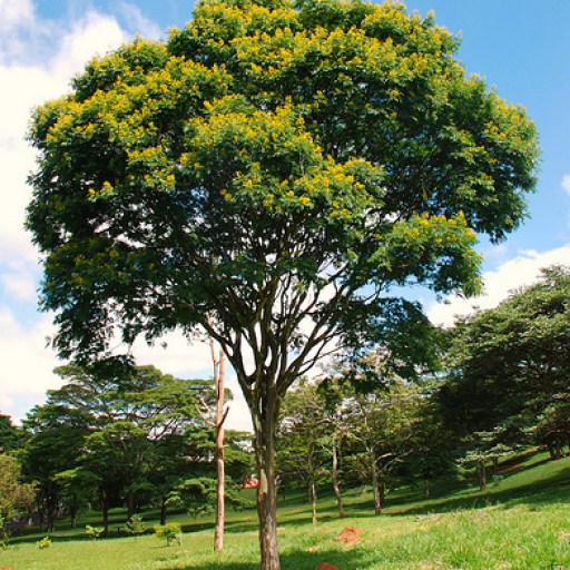Brazilian Ironwood (Libidibia Ferrea) Plant Care & How to Grow, Water